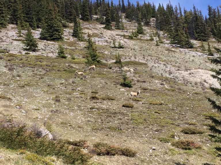 Lady Macdonald – Billy Goat Hiker